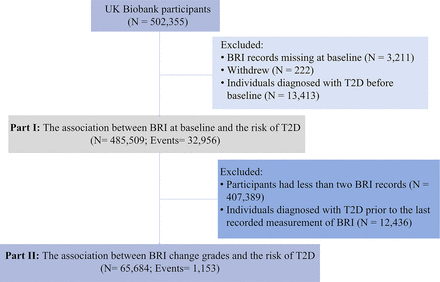 Baseline and longitudinal changes of body roundness index and incident ...